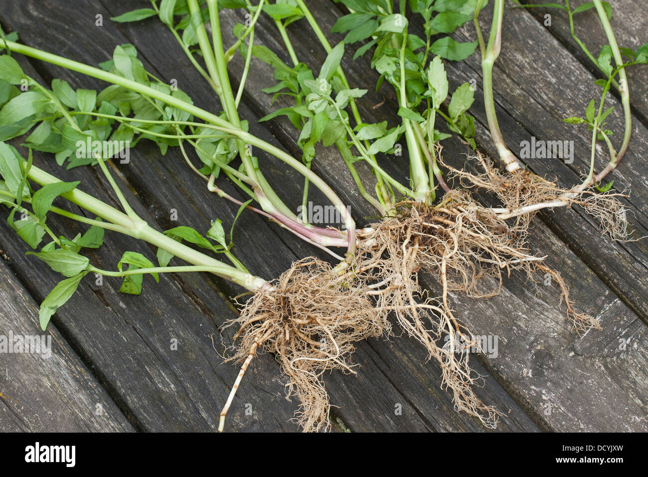 Common Valerian, Root, Roots, Echter Baldrian, Echter Arznei-Baldrian ...