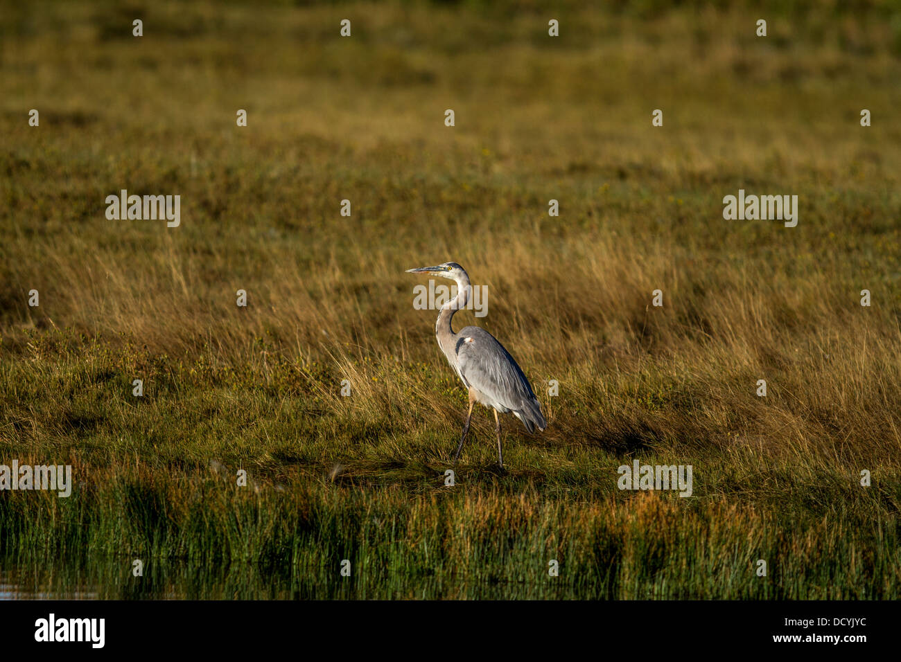 Bird with crest on back of head hi-res stock photography and images - Alamy
