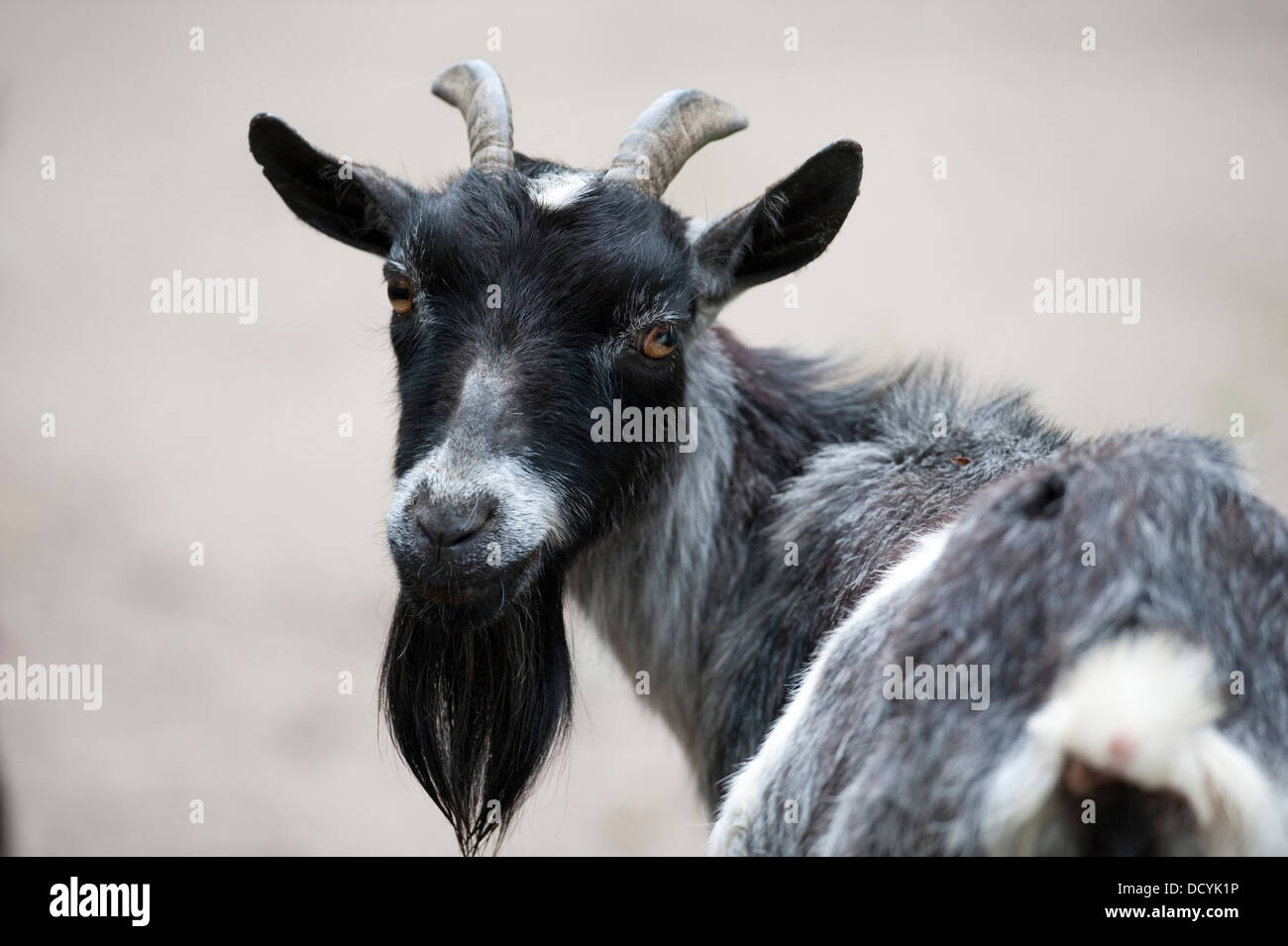 African Pygmy Goat Stock Photo - Alamy
