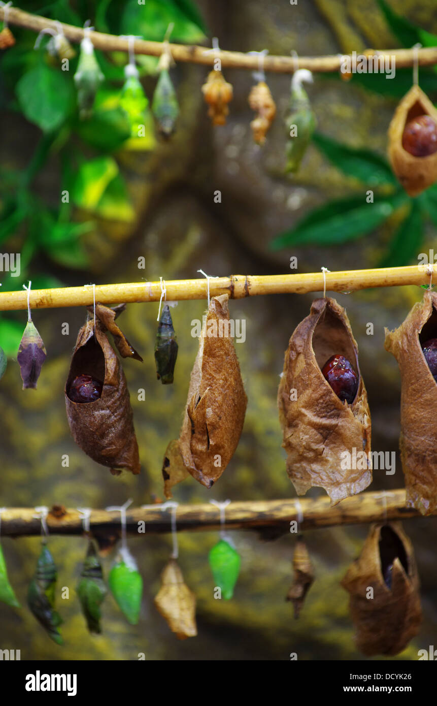 Cocoons butterfly flying hi-res stock photography and images - Alamy