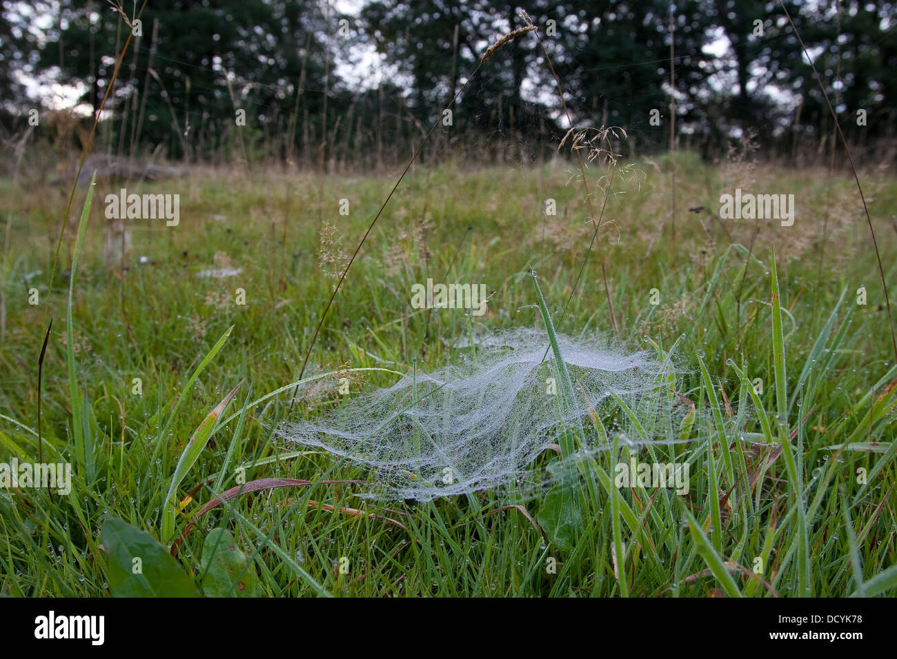sheet-web spider, Money Spider, sheet-web weaver, line-weaving spider ...