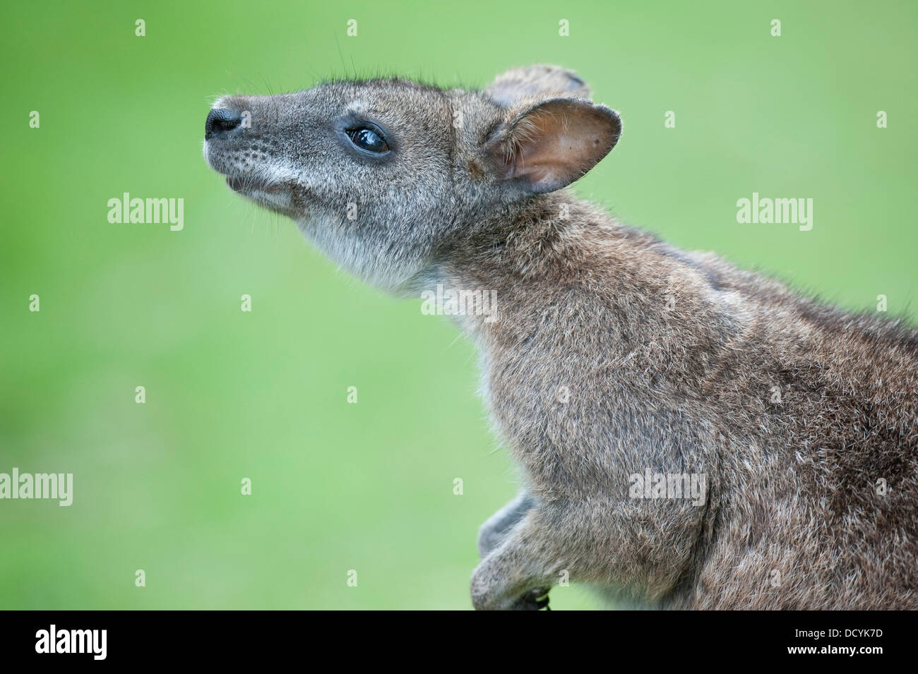Parma Wallaby Macropus parma Stock Photo - Alamy