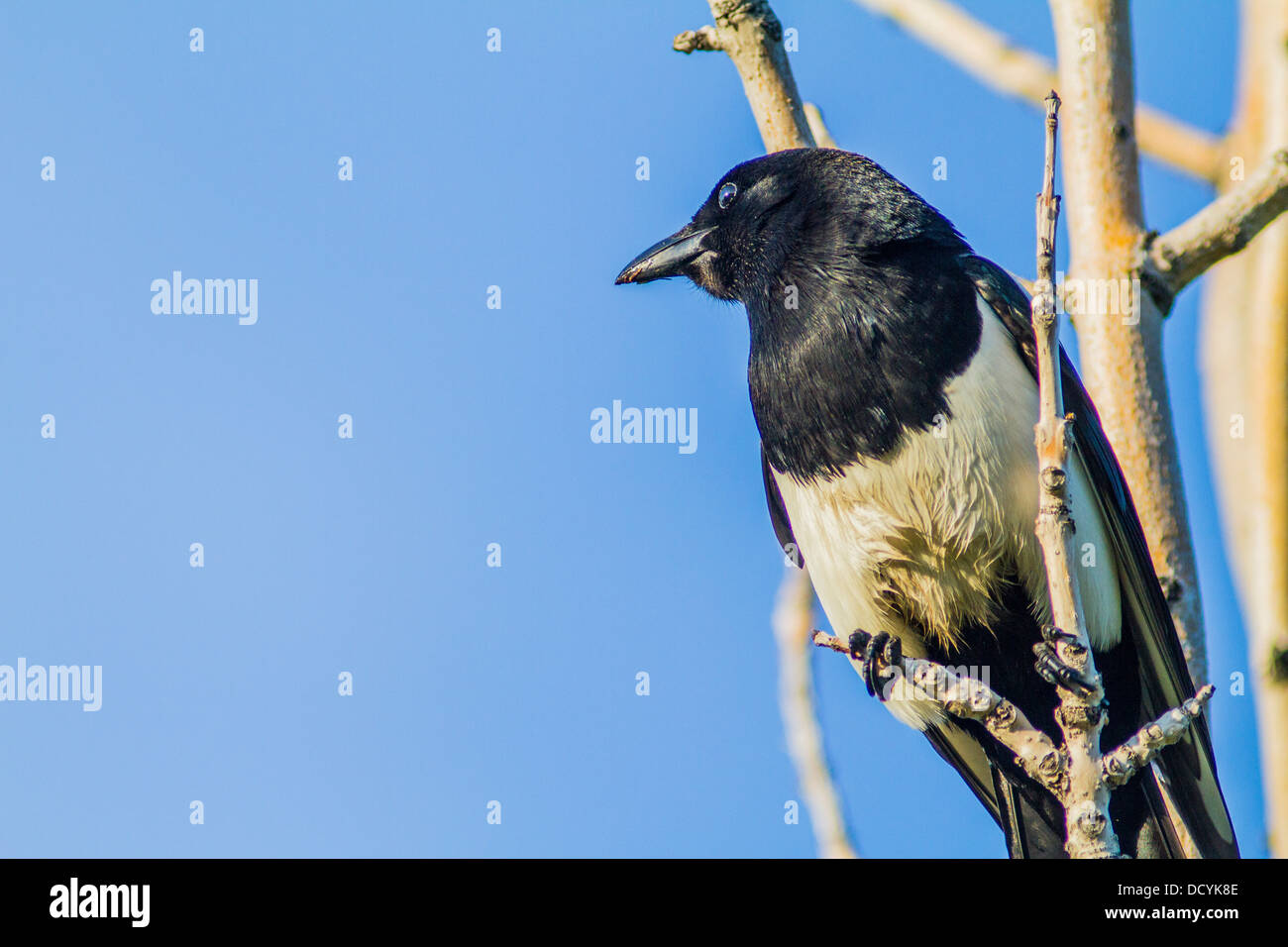 Black-billed Magpie (Pica hudsonia) Colorful, portrait of magpie, in ...