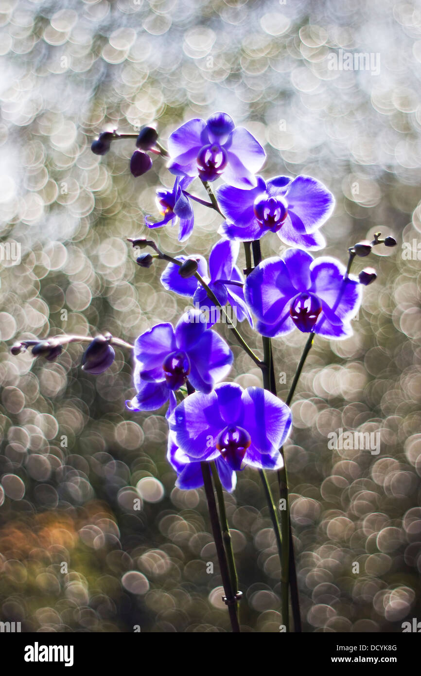Beautiful violet orchid, phalaenopsis Stock Photo - Alamy