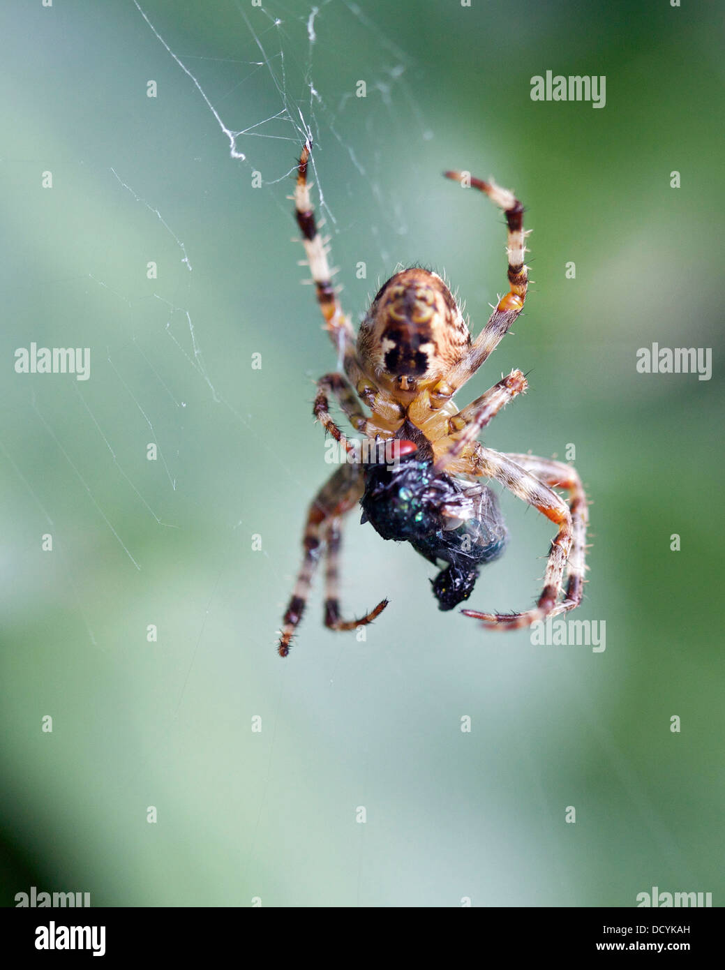 garden spider catching prey Stock Photo - Alamy