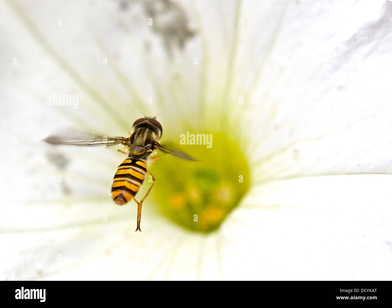 Hovering insects hi-res stock photography and images - Alamy