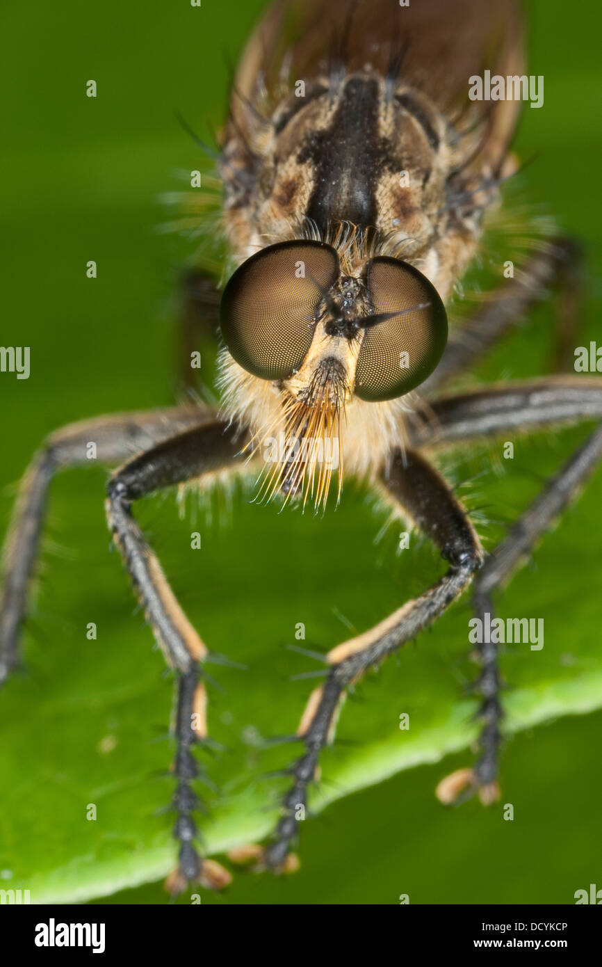 Robberfly, Robber-fly, female, Barbarossafliege, Raubfliege, Barbarossa ...