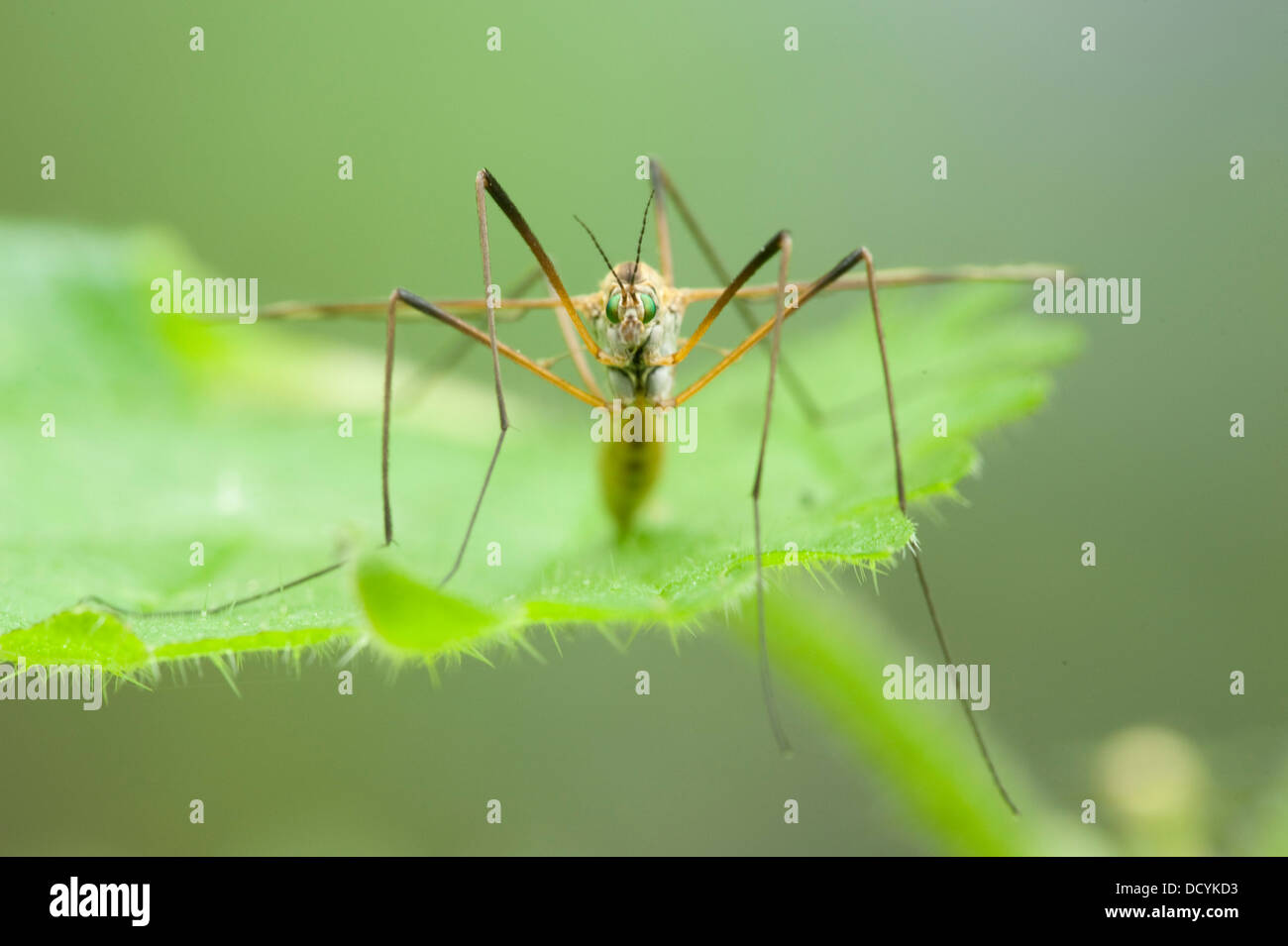Cranefly Daddy Long Legs Tipula paludosa UK Stock Photo - Alamy