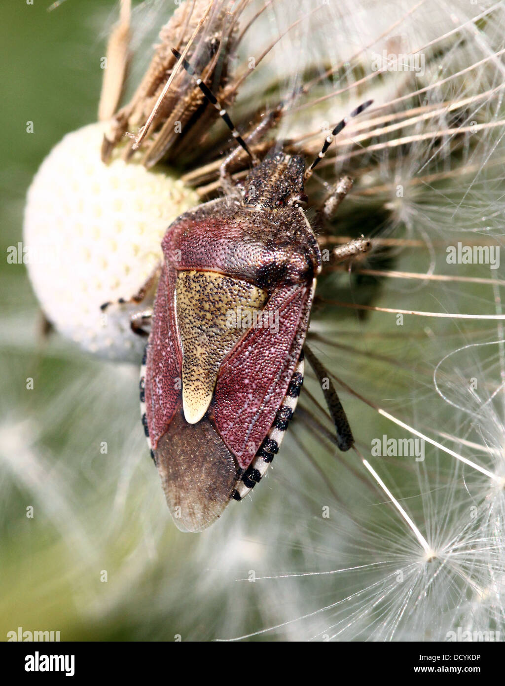 Dandelion shield bug hi-res stock photography and images - Alamy