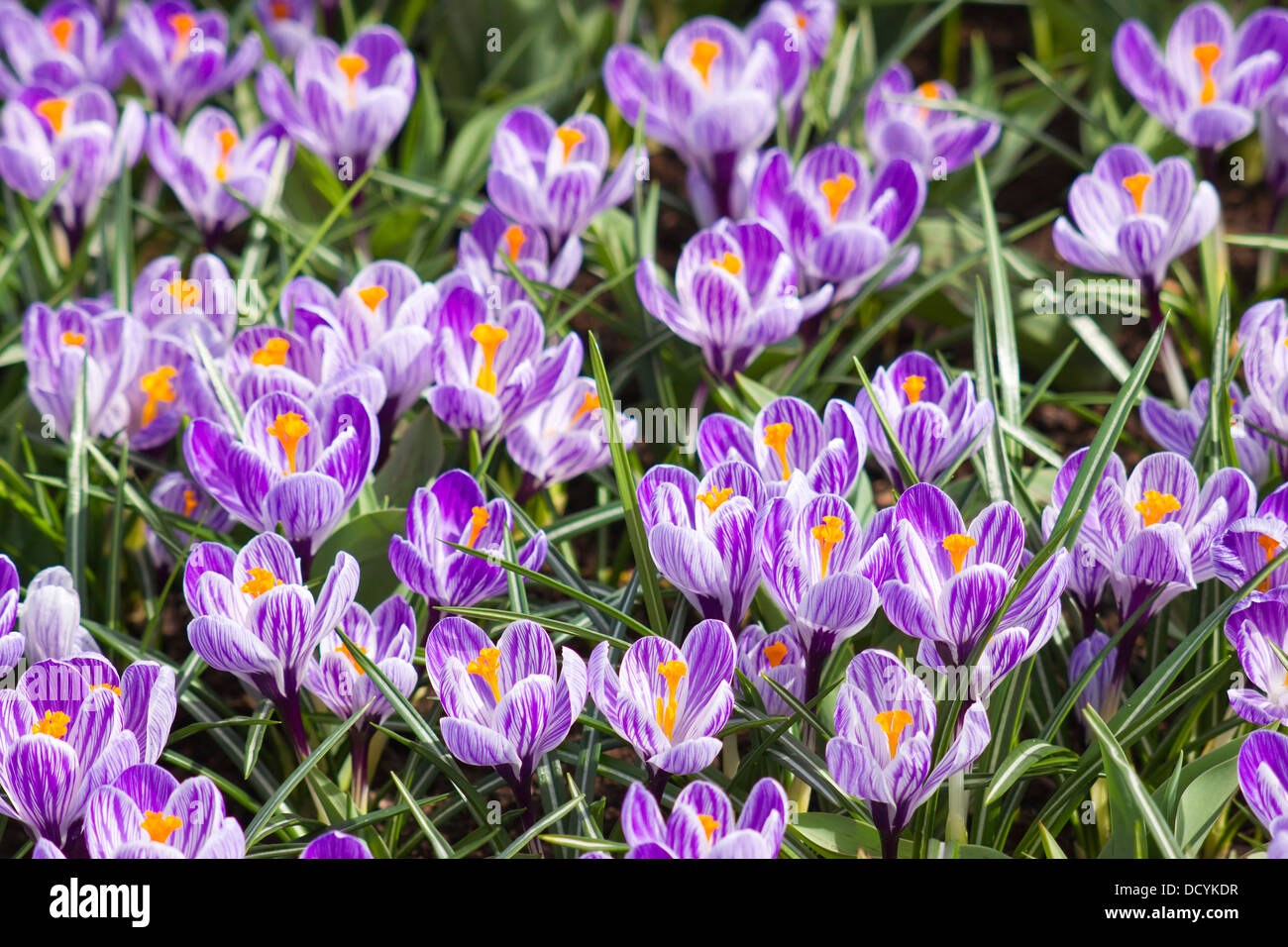 group of beautiful blooming crocus flowers Stock Photo - Alamy