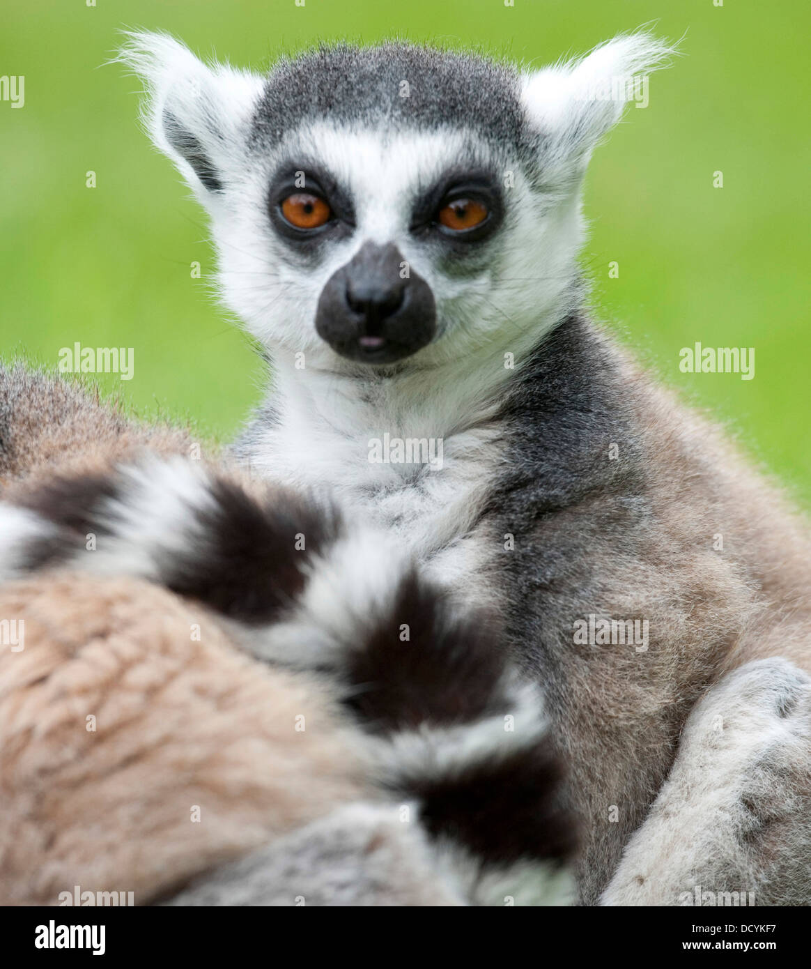Ring Tailed Lemur Lemur catta Stock Photo - Alamy