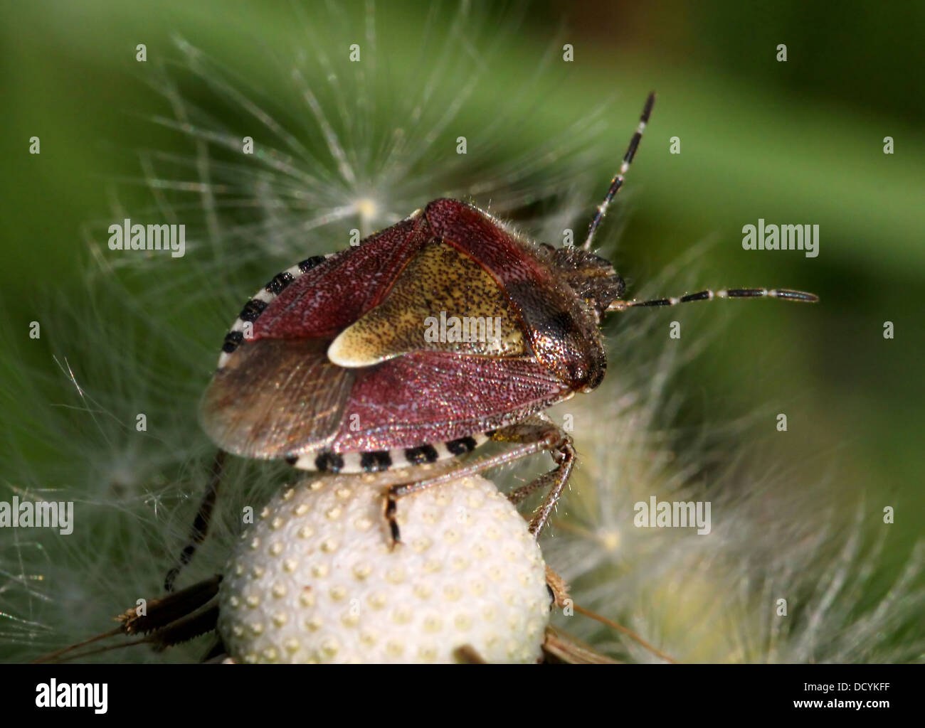 Close-up of a Sloe bug (Dolycoris baccarum) posing on an overblown ...