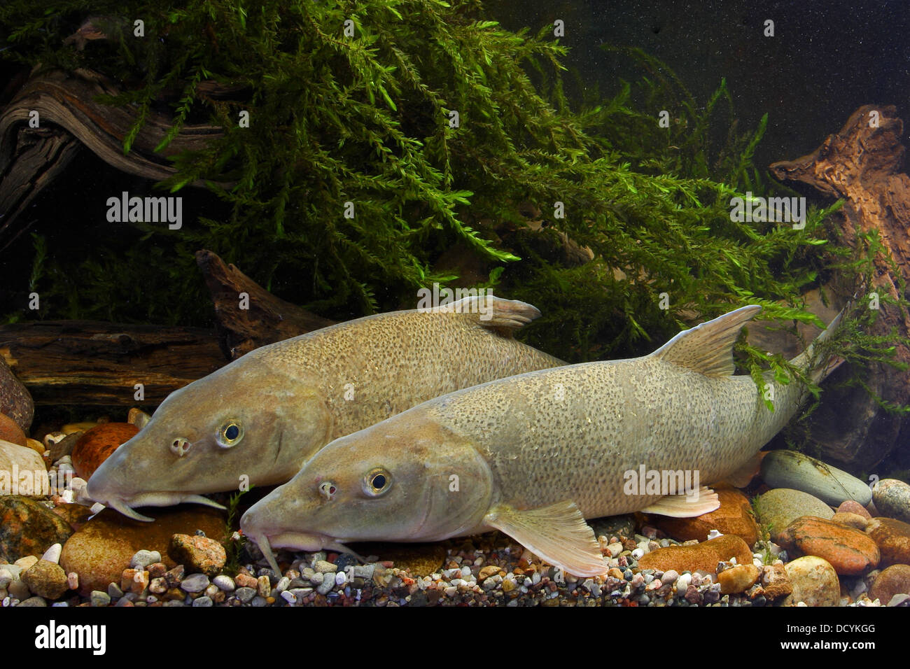 Barbel, Common barbel, Barbe, Flussbarbe, Flußbarbe, Barbus barbus ...