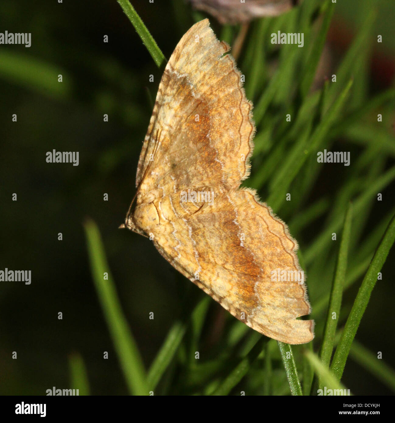 Close-up of the gold-coloured Yellow Shell Moth (Camptogramma bilineata ...