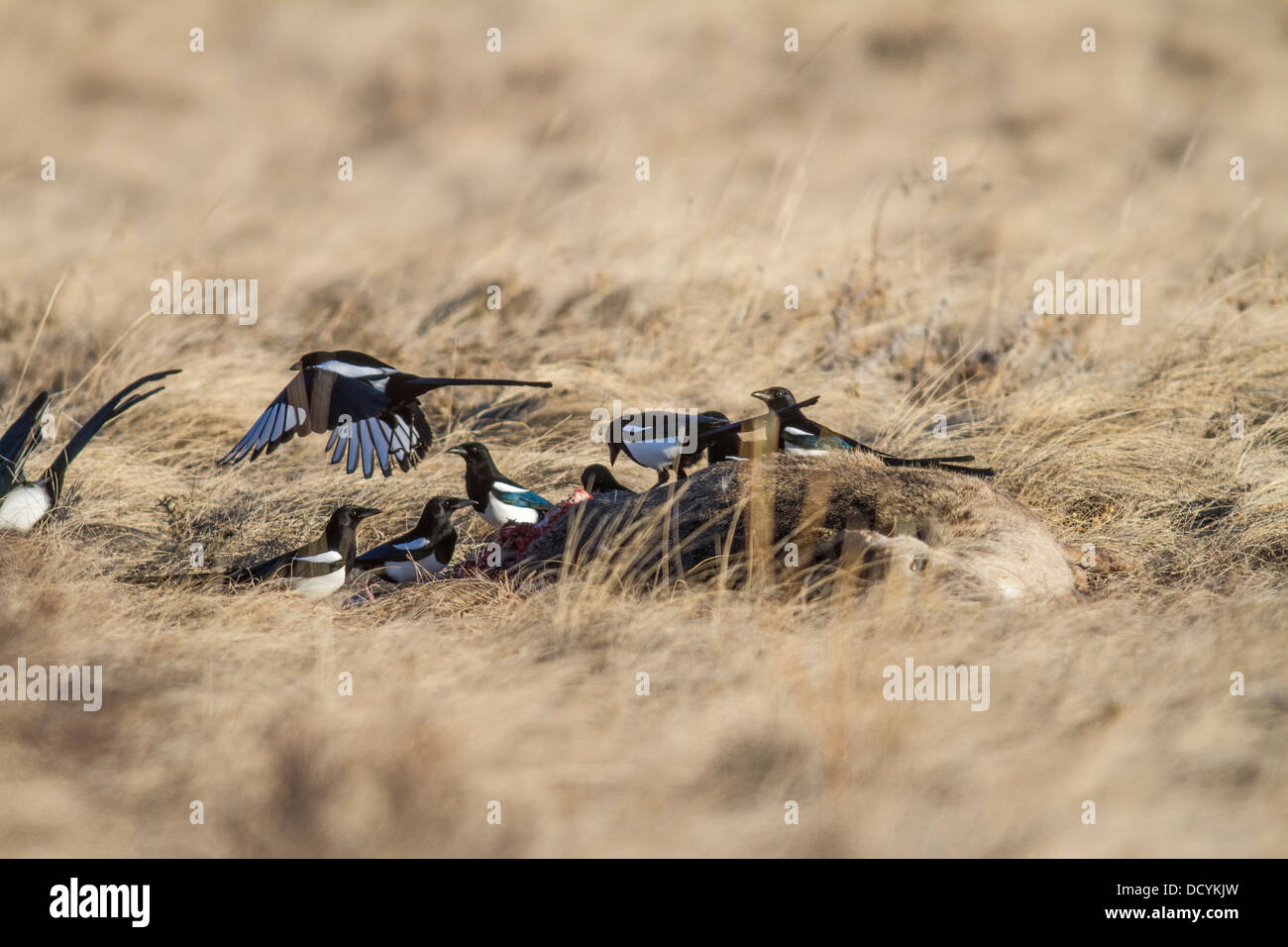 Black-billed Magpie (Pica hudsonia) Colorful group of scavenger birds ...