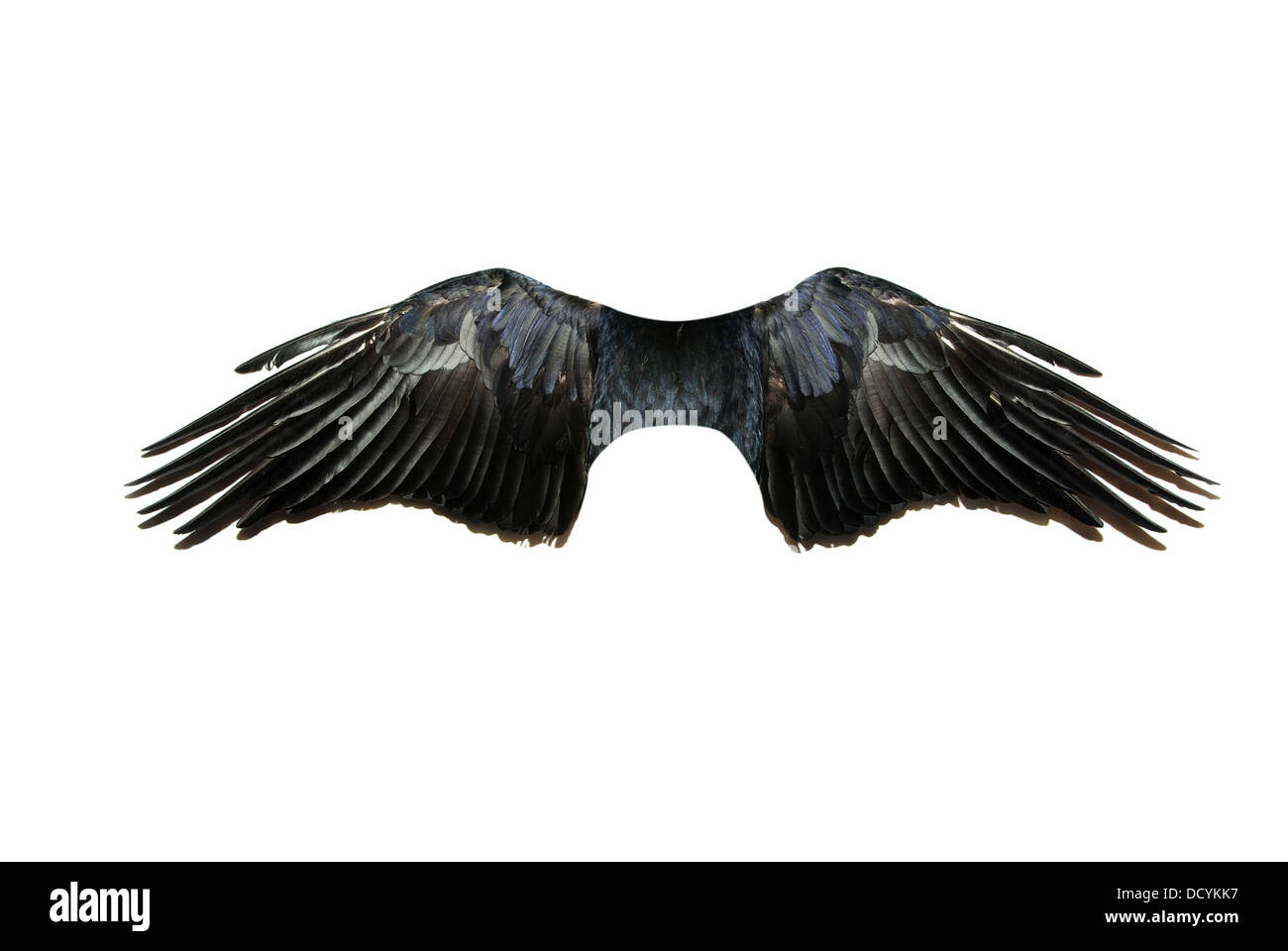 Birds spread wings Cut Out Stock Images & Pictures - Alamy