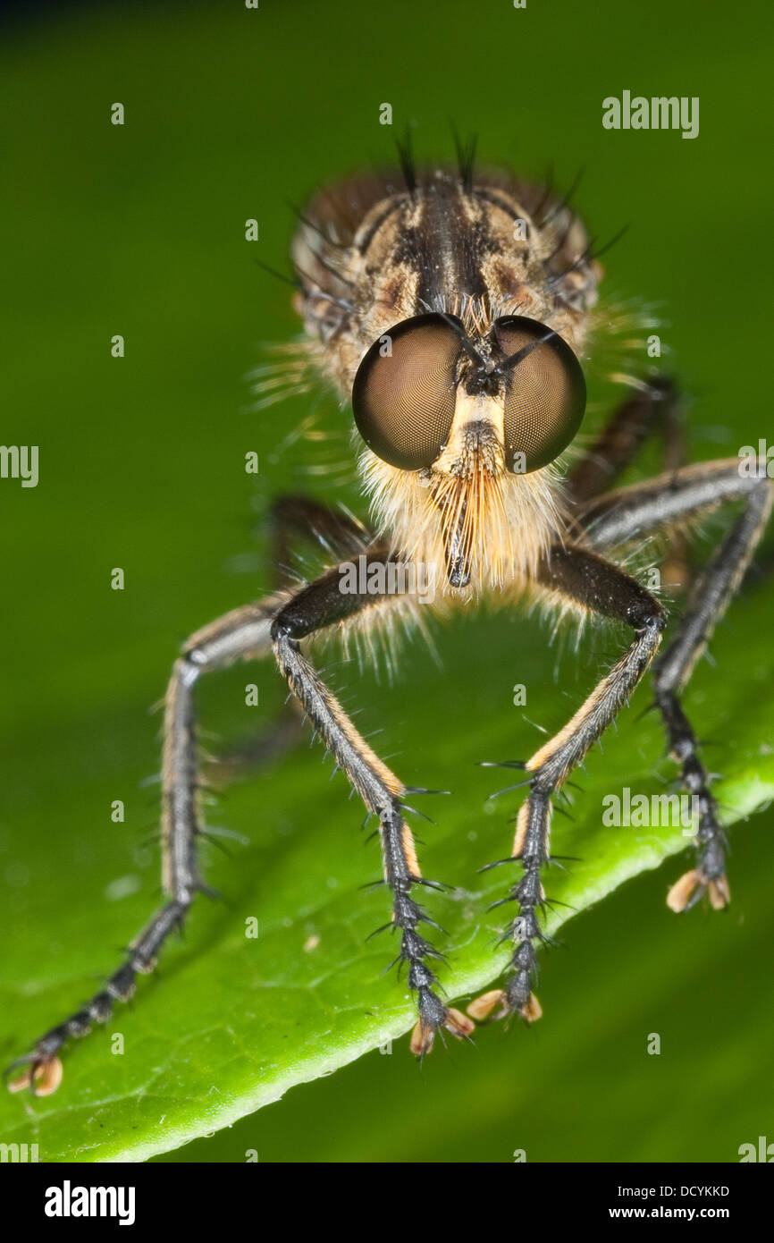 Robberfly, Robber-fly, female, Barbarossafliege, Raubfliege, Barbarossa ...