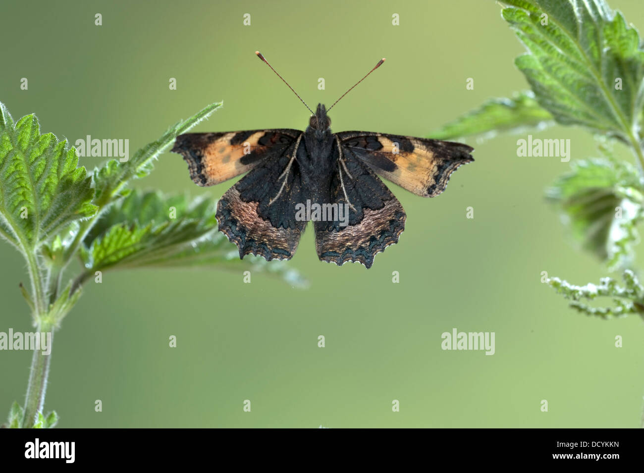 Small Tortoiseshell Butterfly Aglais urticae In flight Kent UK Stock ...