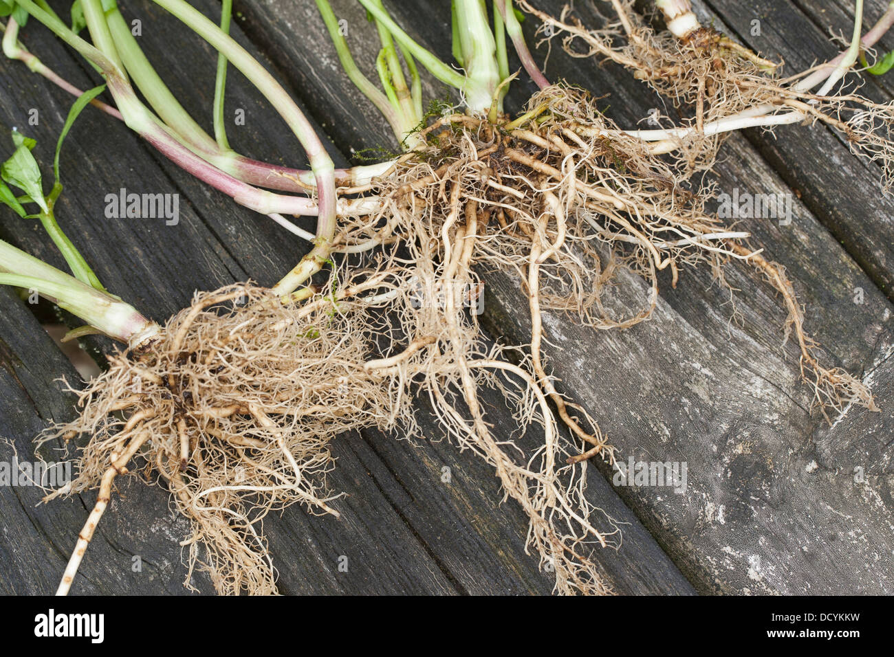 Common Valerian, Root, Roots, Echter Baldrian, Echter Arznei-Baldrian ...