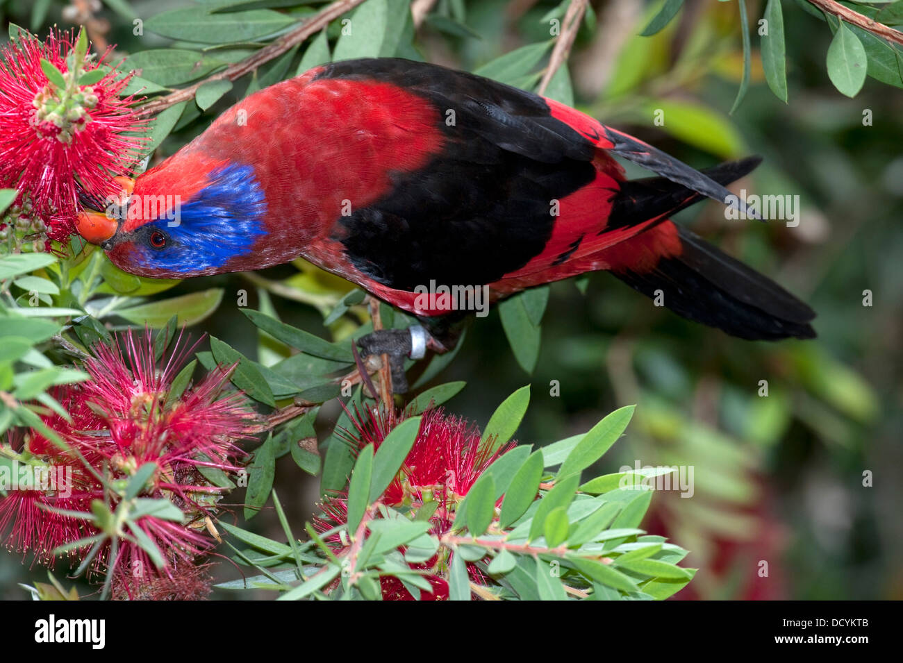 Black-winged Lory Eos cyanogenia Stock Photo - Alamy