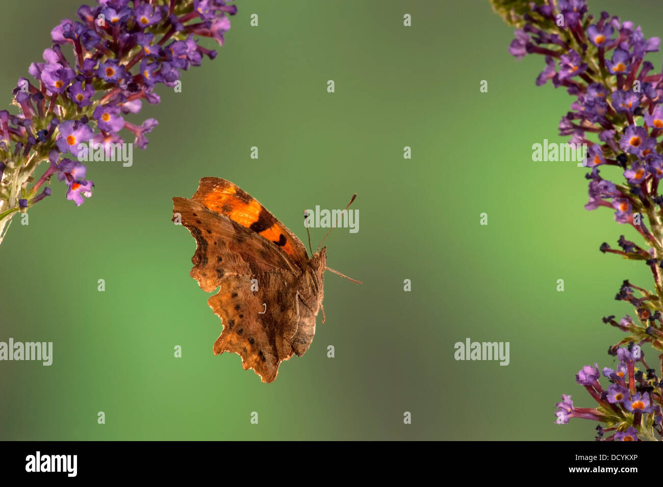 Comma butterfly flying hi-res stock photography and images - Alamy