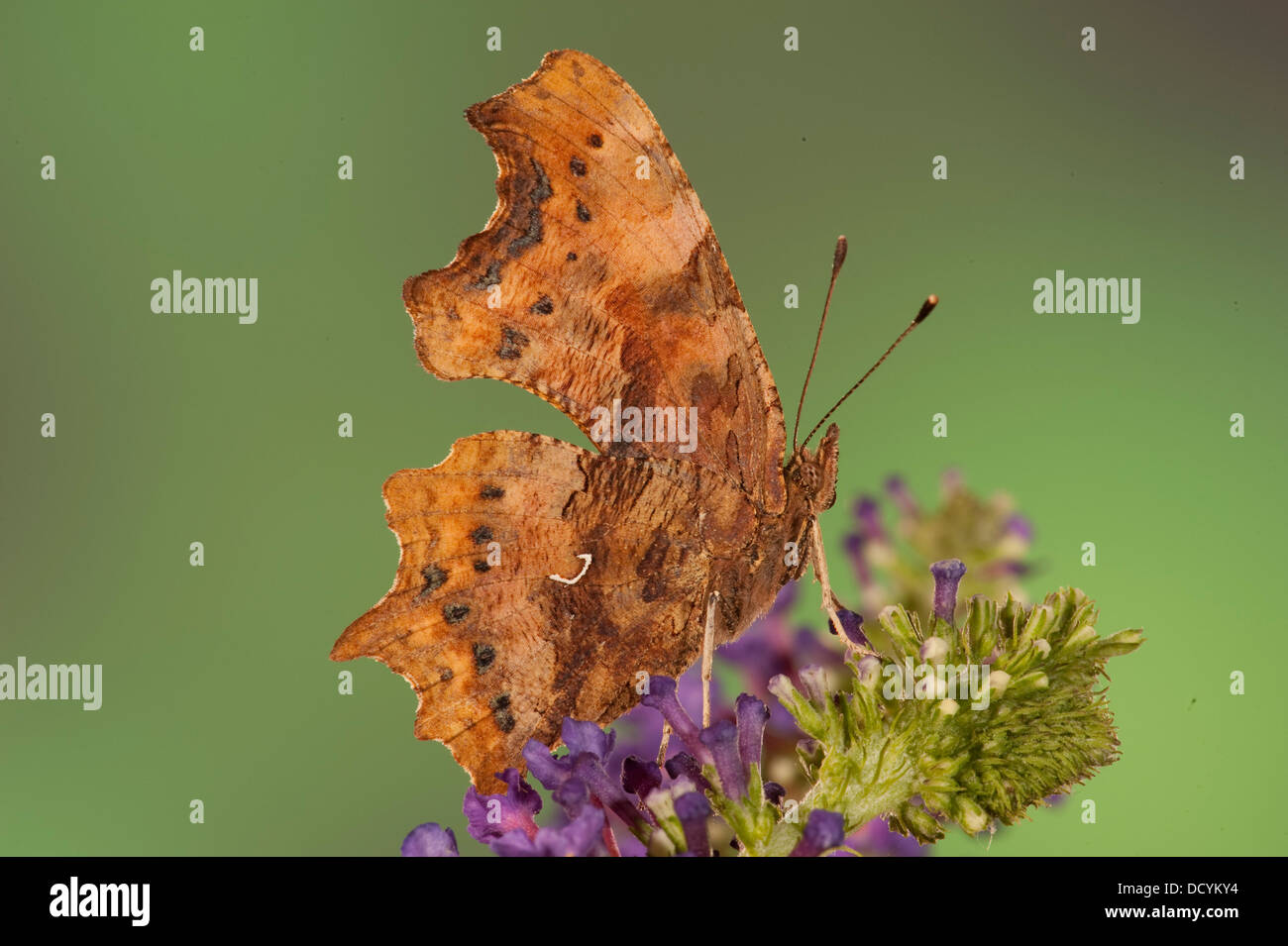 Orange comma butterfly hi-res stock photography and images - Alamy