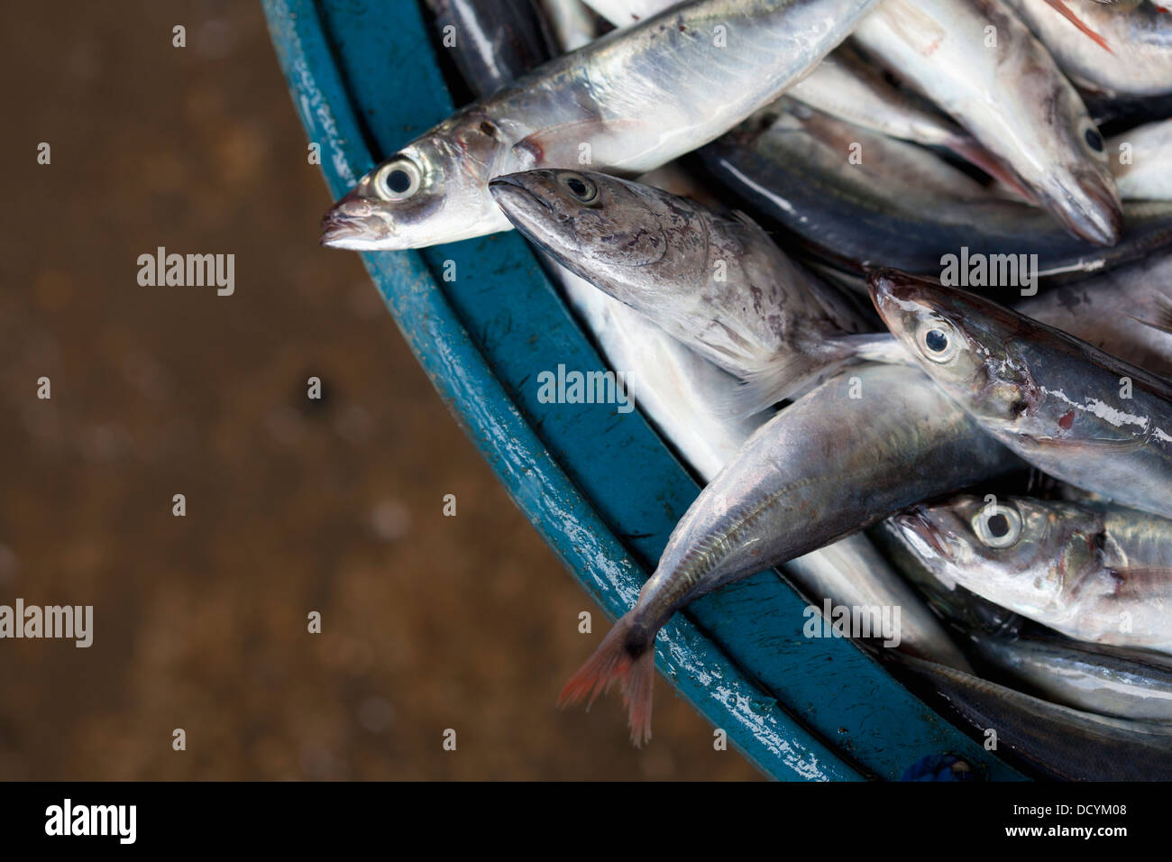 Fresh Fish At Fish Market; Bais, Negros Island, Philippines Stock Photo ...