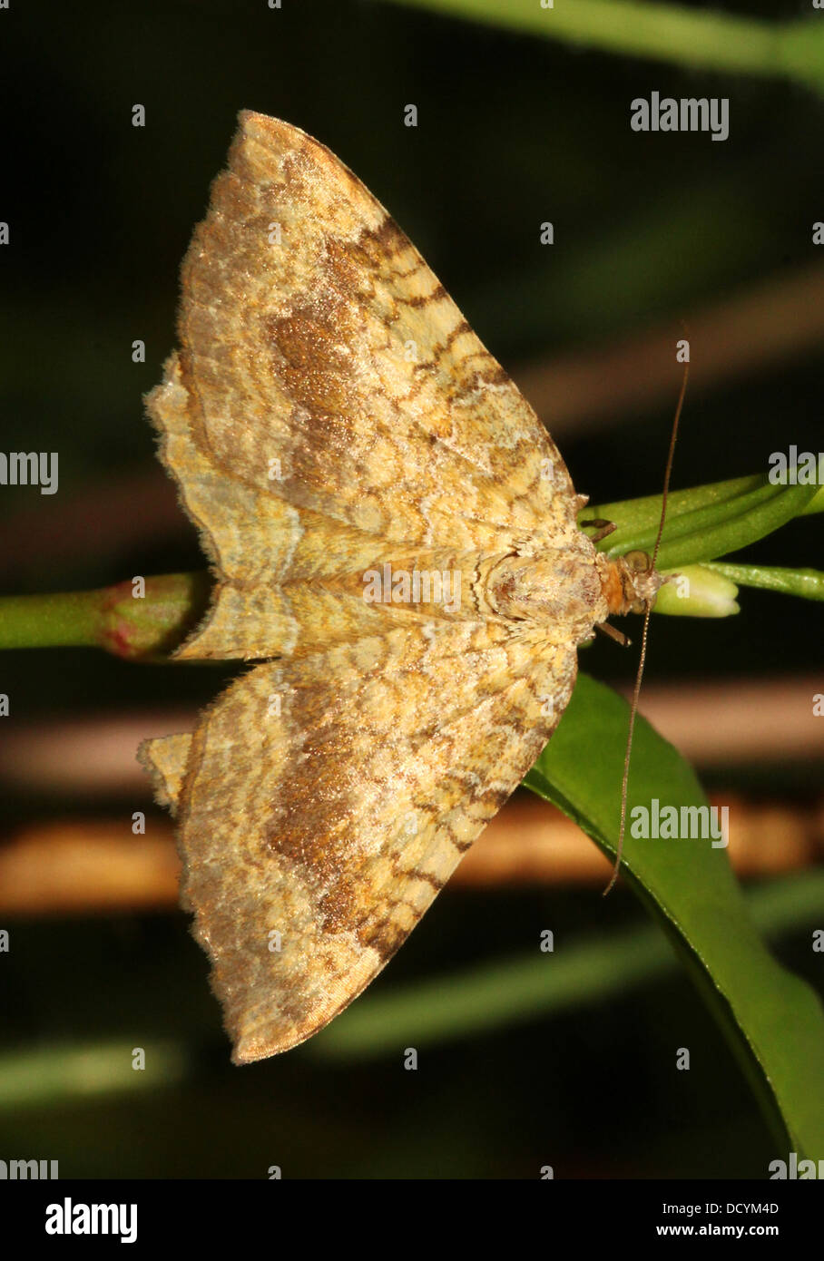 Close-up of the gold-coloured Yellow Shell Moth (Camptogramma bilineata ...