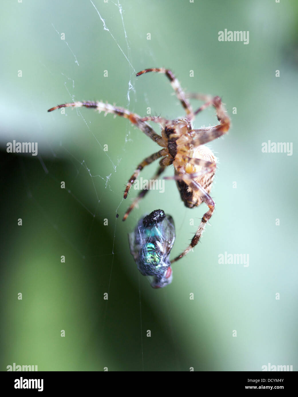 garden spider catching prey Stock Photo - Alamy