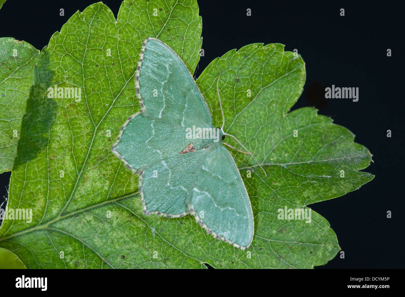 Common uk moth hi-res stock photography and images - Alamy