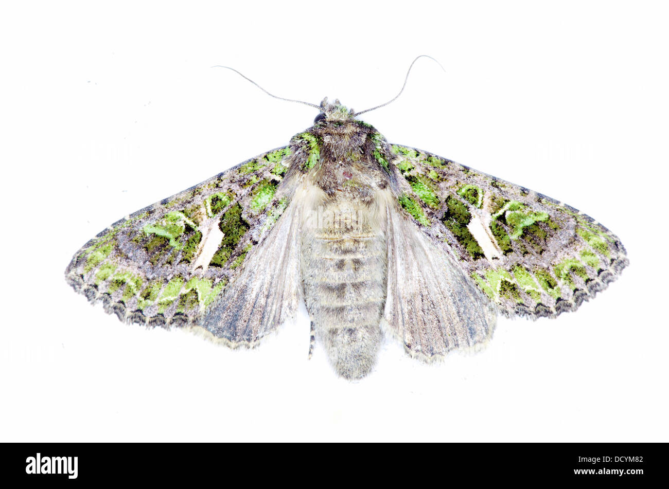 Moth display hi-res stock photography and images - Alamy