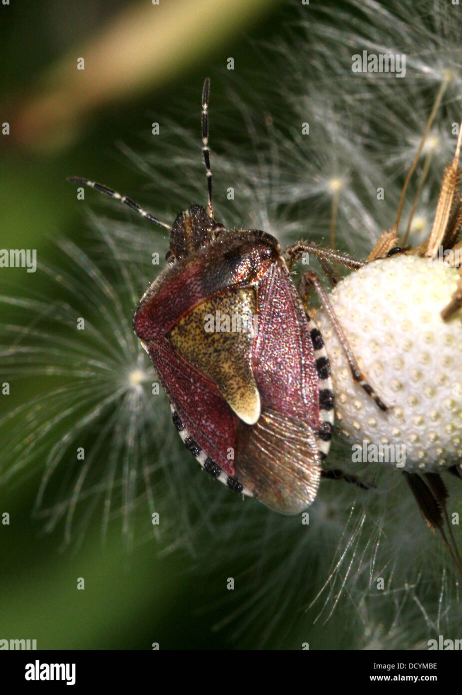 Dandelion shield bug hi-res stock photography and images - Alamy