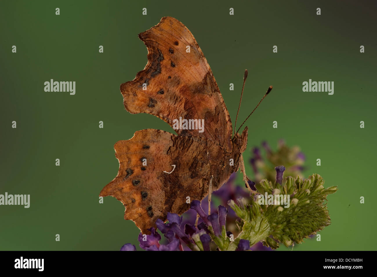 Orange comma butterfly hi-res stock photography and images - Alamy
