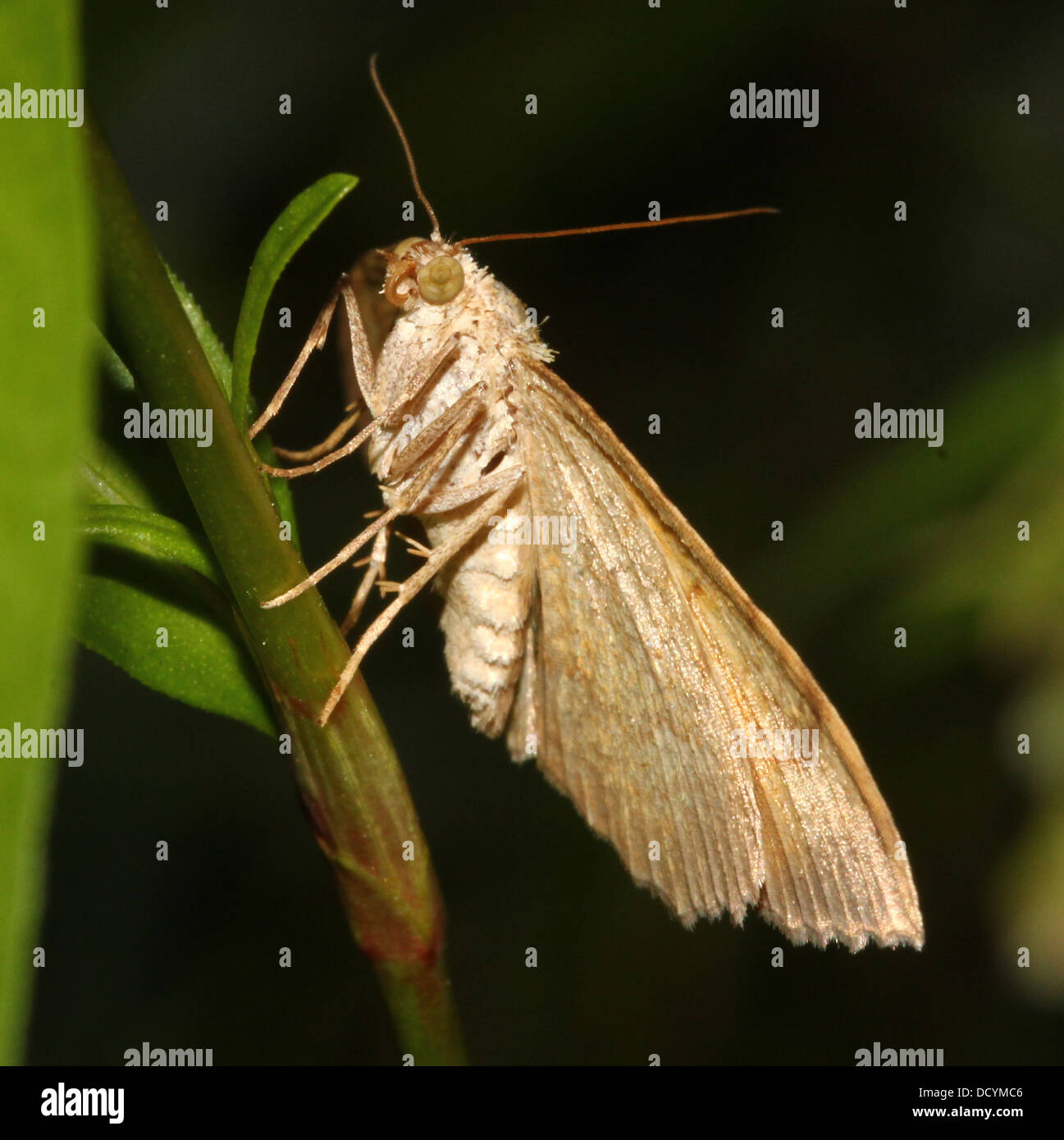 Close-up of the gold-coloured Yellow Shell Moth (Camptogramma bilineata ...