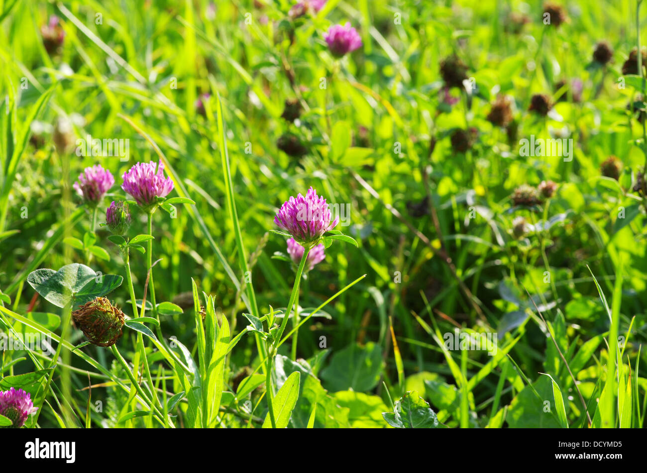 Background clover flower hi-res stock photography and images - Alamy