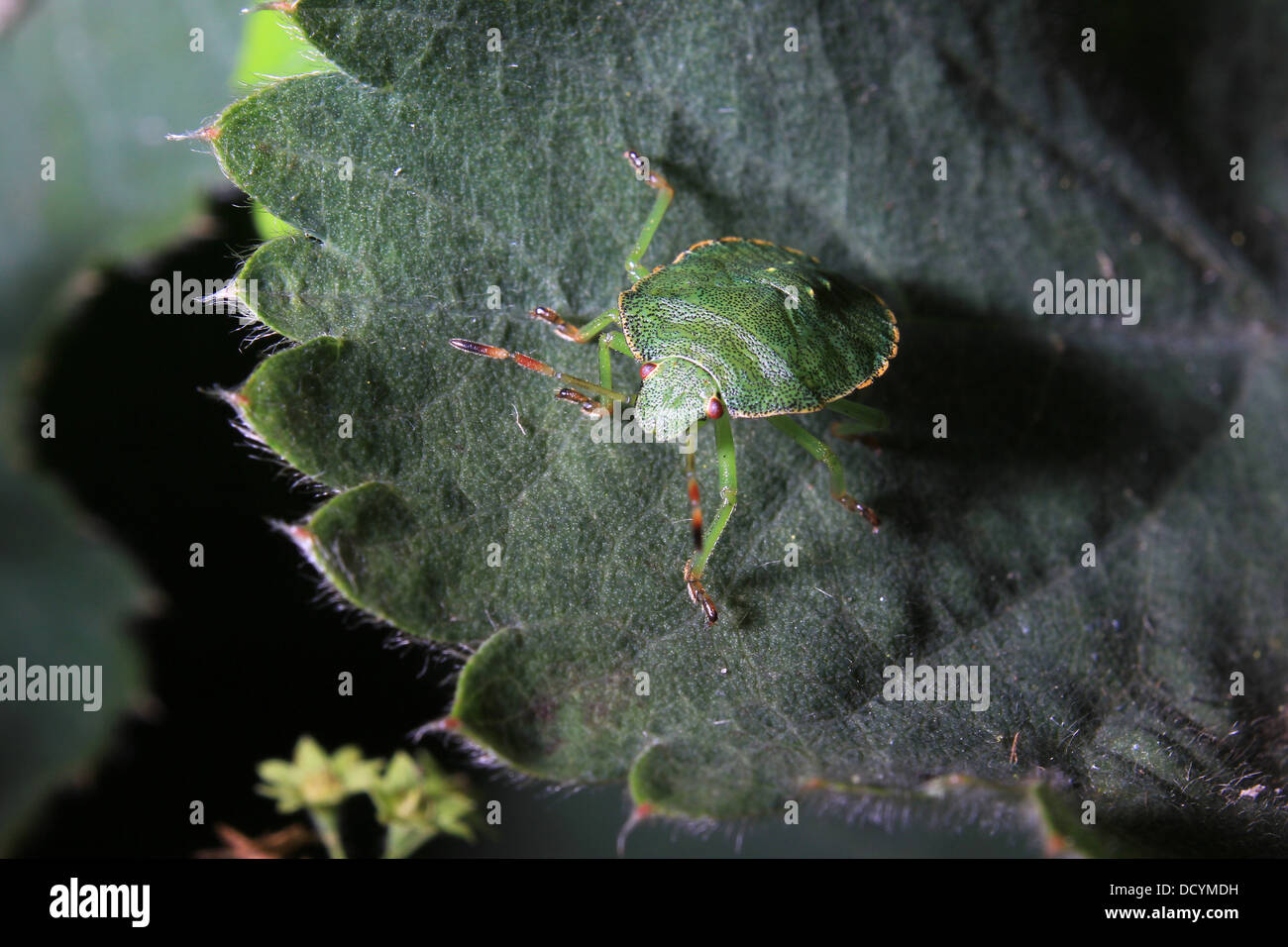 Immature common green shield bug Stock Photo - Alamy