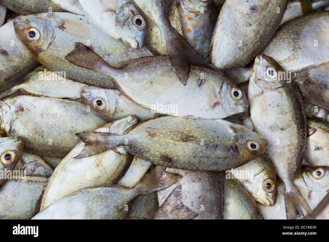 Fresh Fish At Fish Market; Bais, Negros Island, Philippines Stock Photo ...