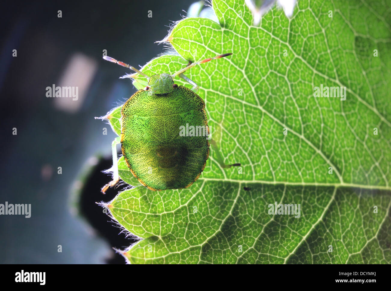 Immature common green shield bug Stock Photo - Alamy