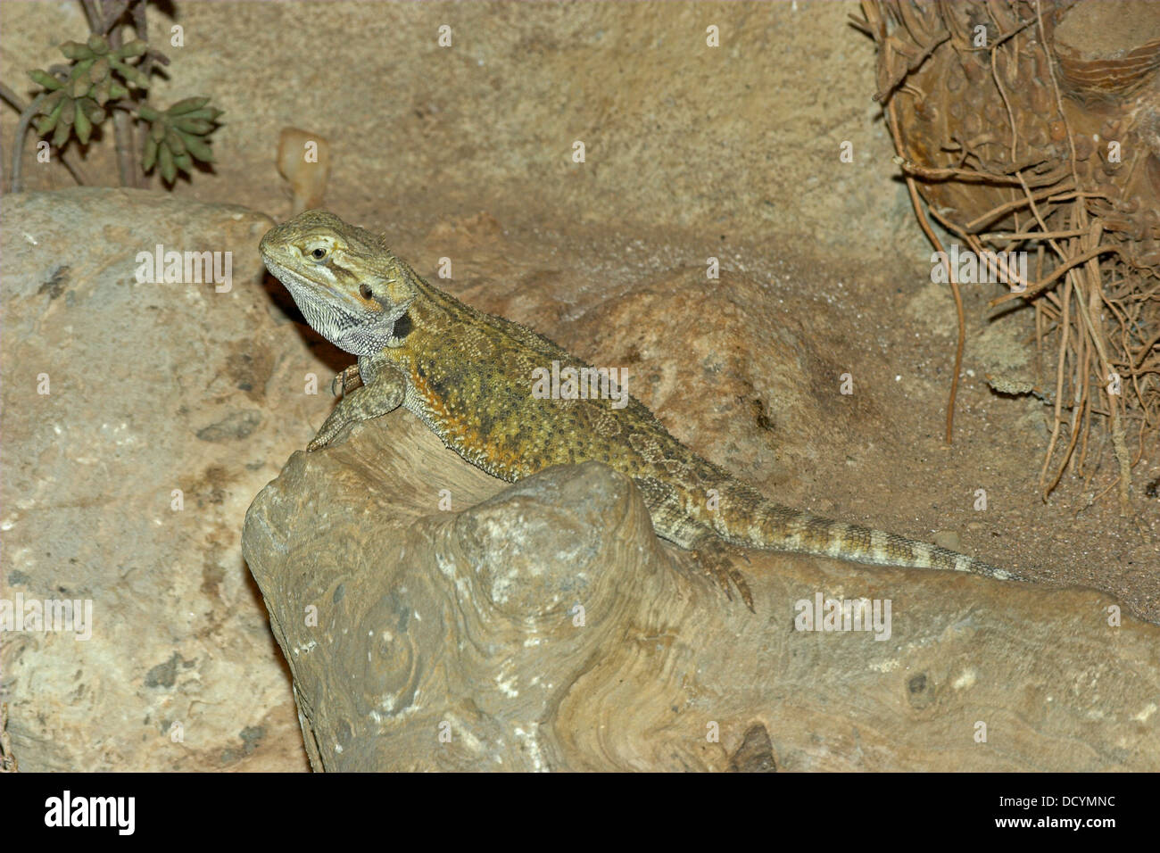 Agame hi-res stock photography and images - Alamy