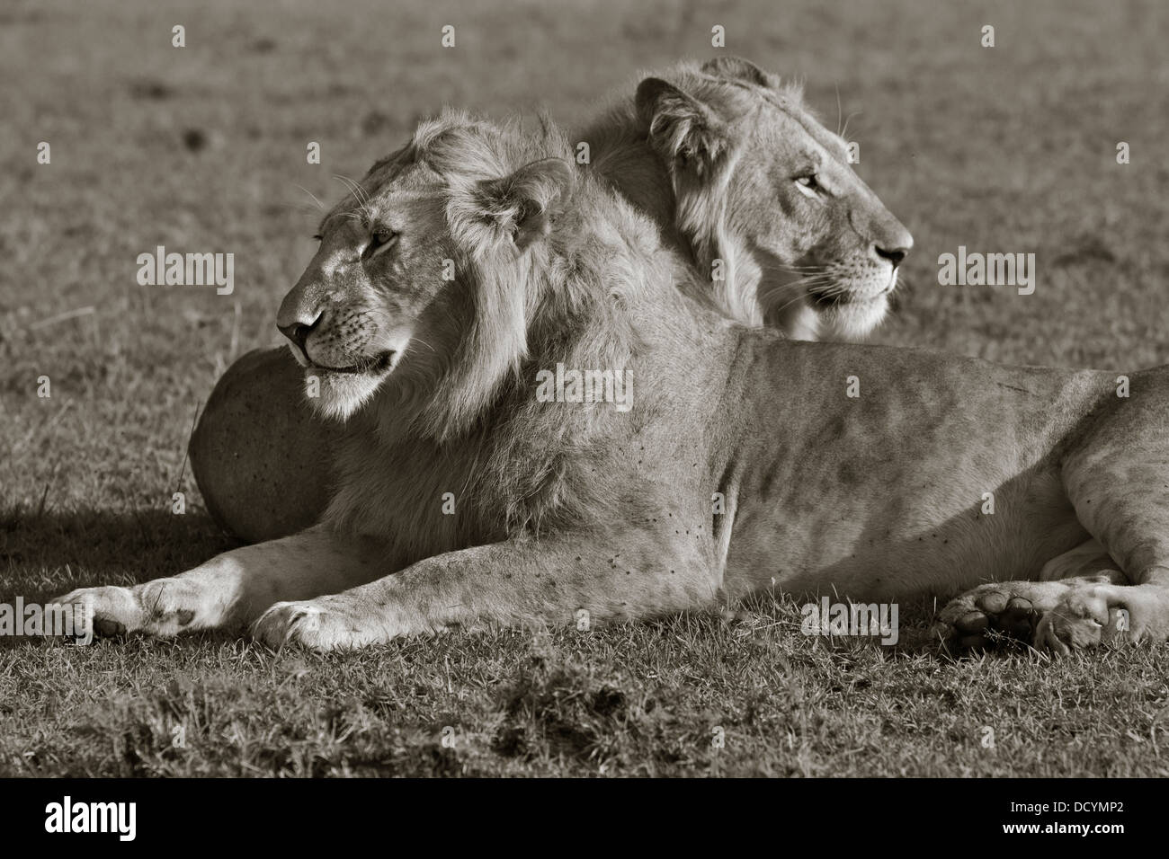 Lions in grass hi-res stock photography and images - Alamy