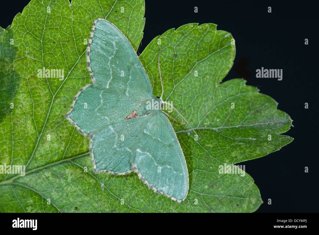 Common Emerald Moth Hemithea Aestivaria KENT UK Stock Photo - Alamy