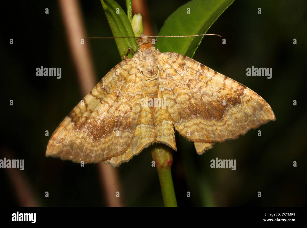 Close-up of the gold-coloured Yellow Shell Moth (Camptogramma bilineata ...