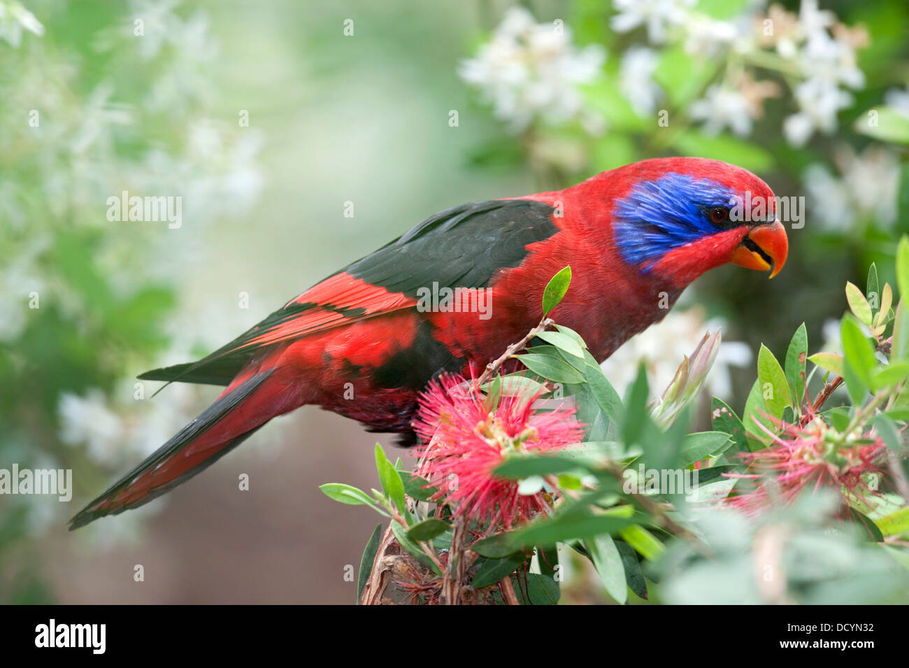 Black-winged Lory Eos cyanogenia Stock Photo - Alamy