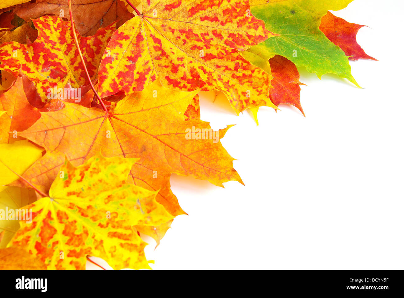 autumn maple leafs Stock Photo - Alamy