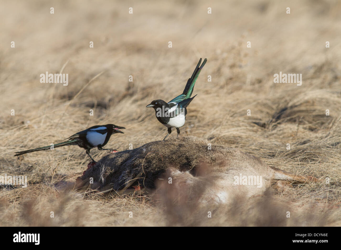 Black-billed Magpie (Pica hudsonia) Colorful pair of scavenger birds ...