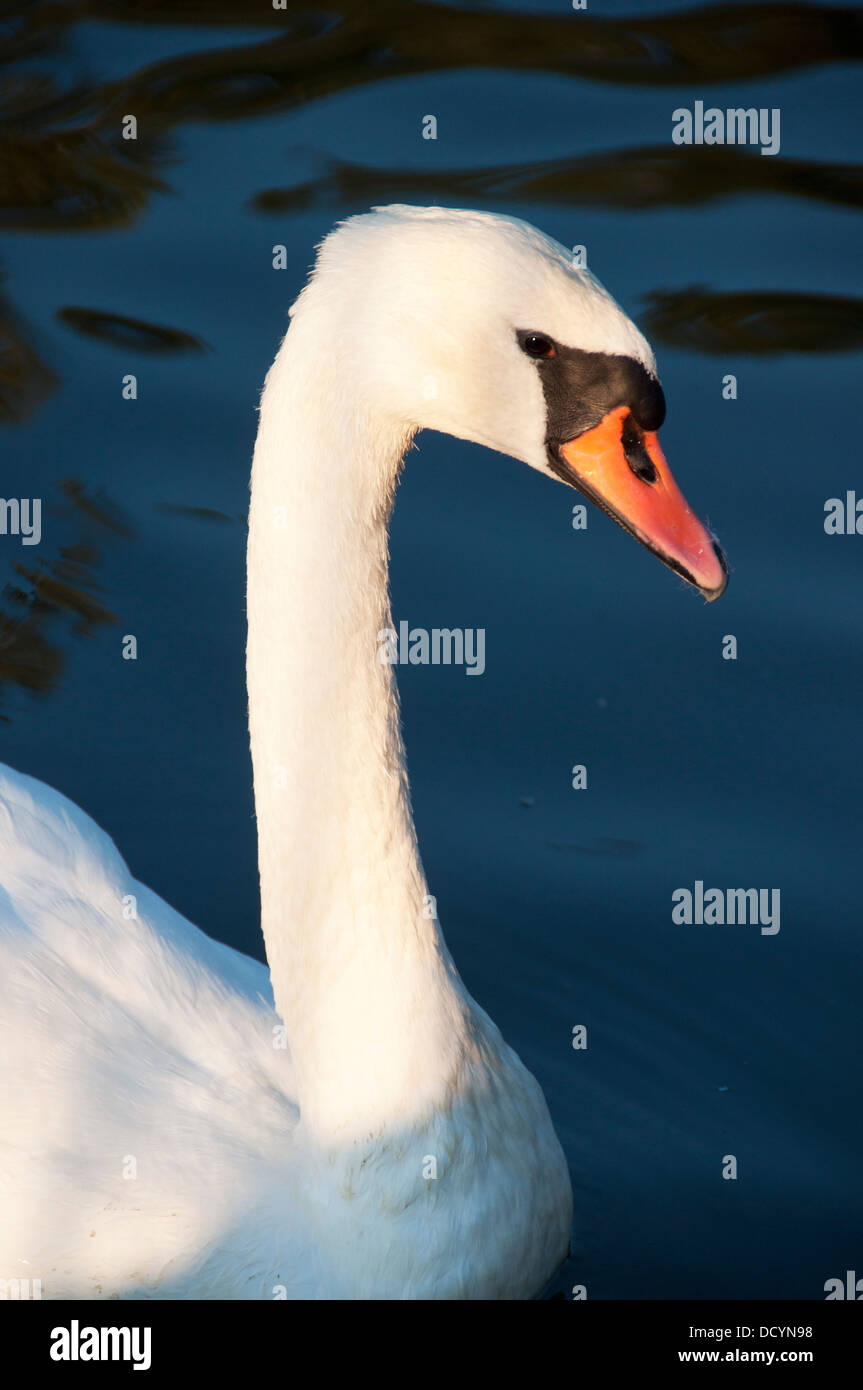 Common white swan hi-res stock photography and images - Alamy