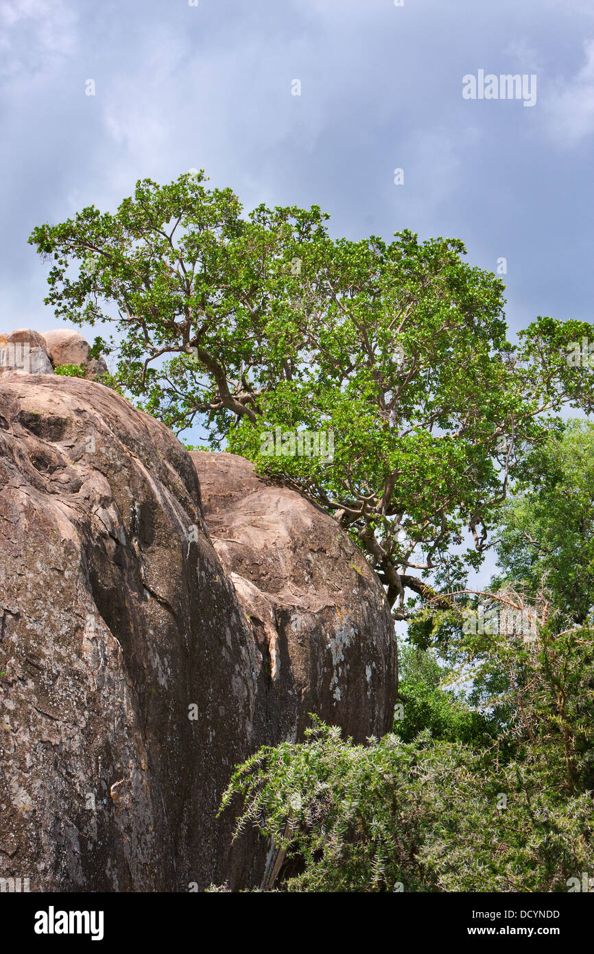 Serengeti kopjes hi-res stock photography and images - Alamy
