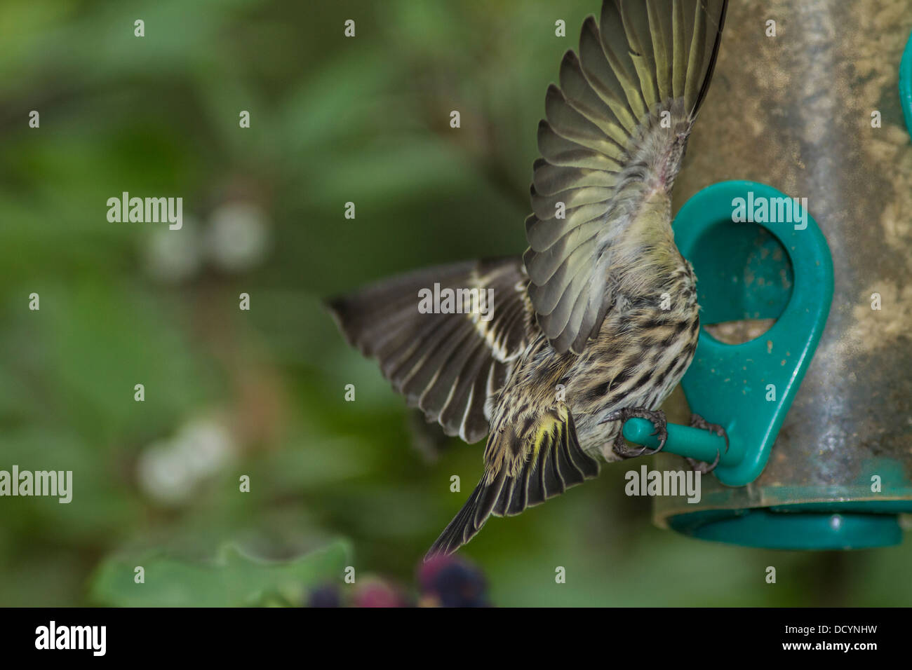 Pine Siskin (Carduelis pinus) Colorful bird flying into and landing at ...