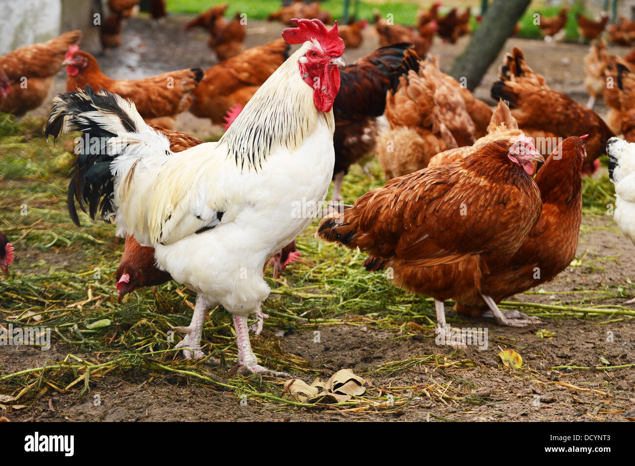 Traditional free range poultry farming Stock Photo - Alamy