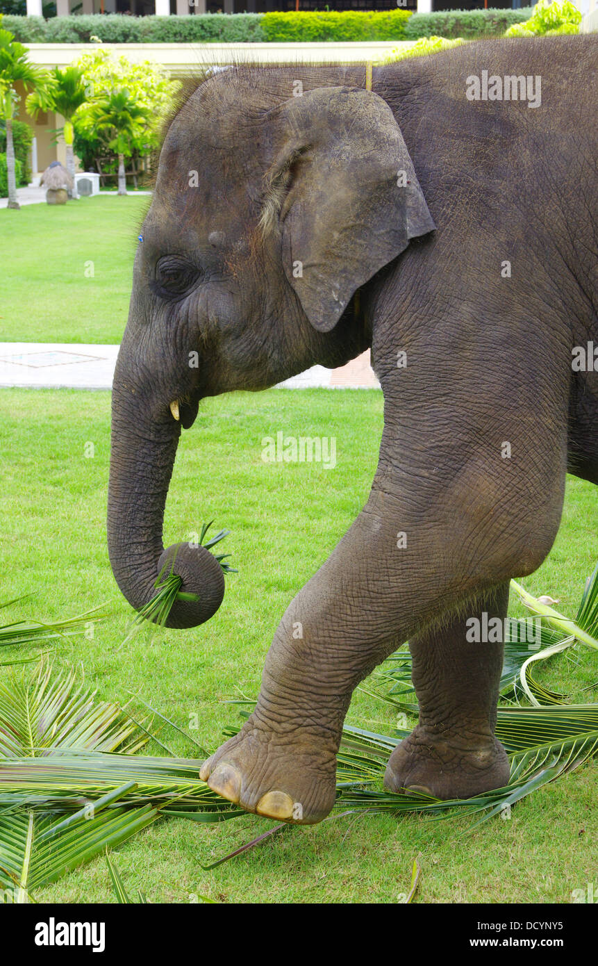 Flexible elephant trunk hi-res stock photography and images - Alamy
